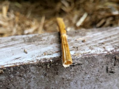 Straw Vs. Hay: What's the Difference? - Countryside